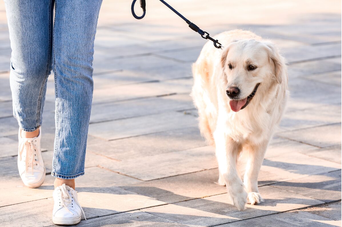 Anthem Pets Animal Rescue - Saving lives since 2005