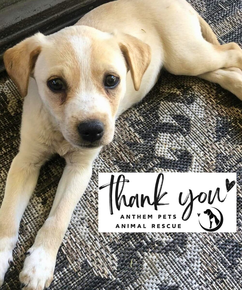 Donate Now! - Anthem Pets Animal Rescue
