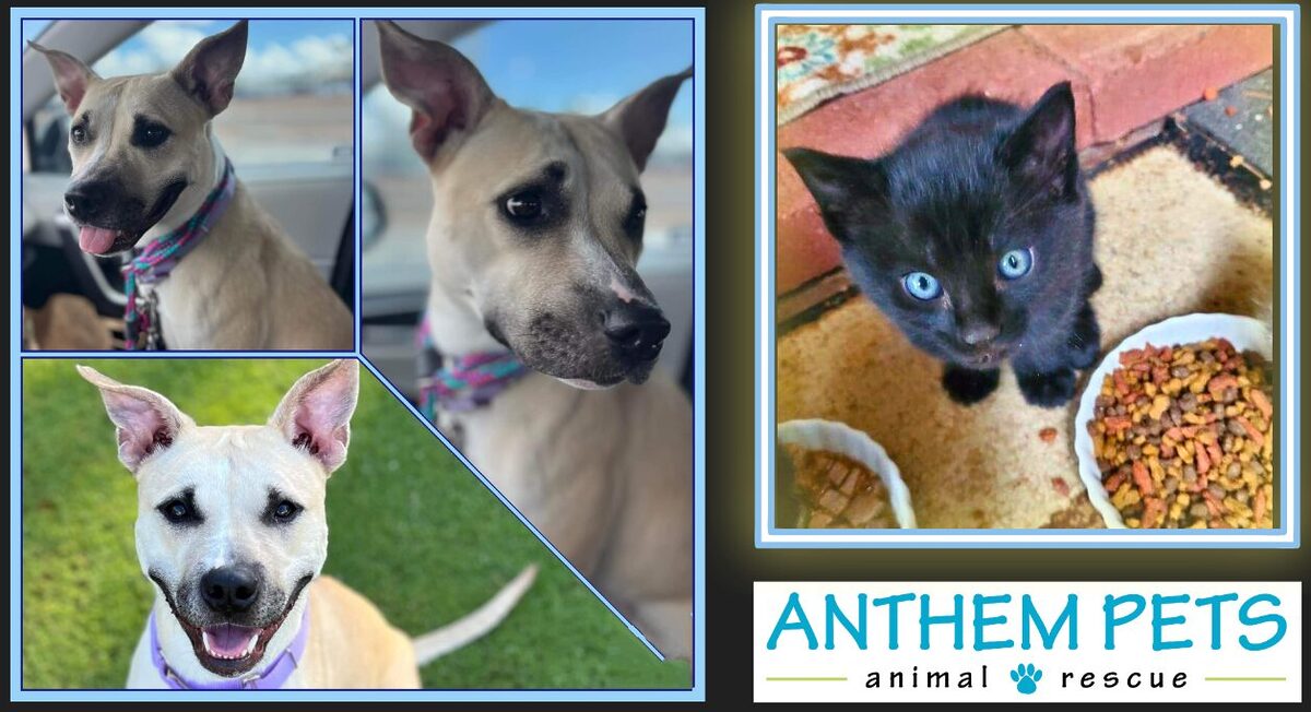 50/50 Raffle for ♥ CATS & DOGS ♥ - Anthem Pets Animal Rescue