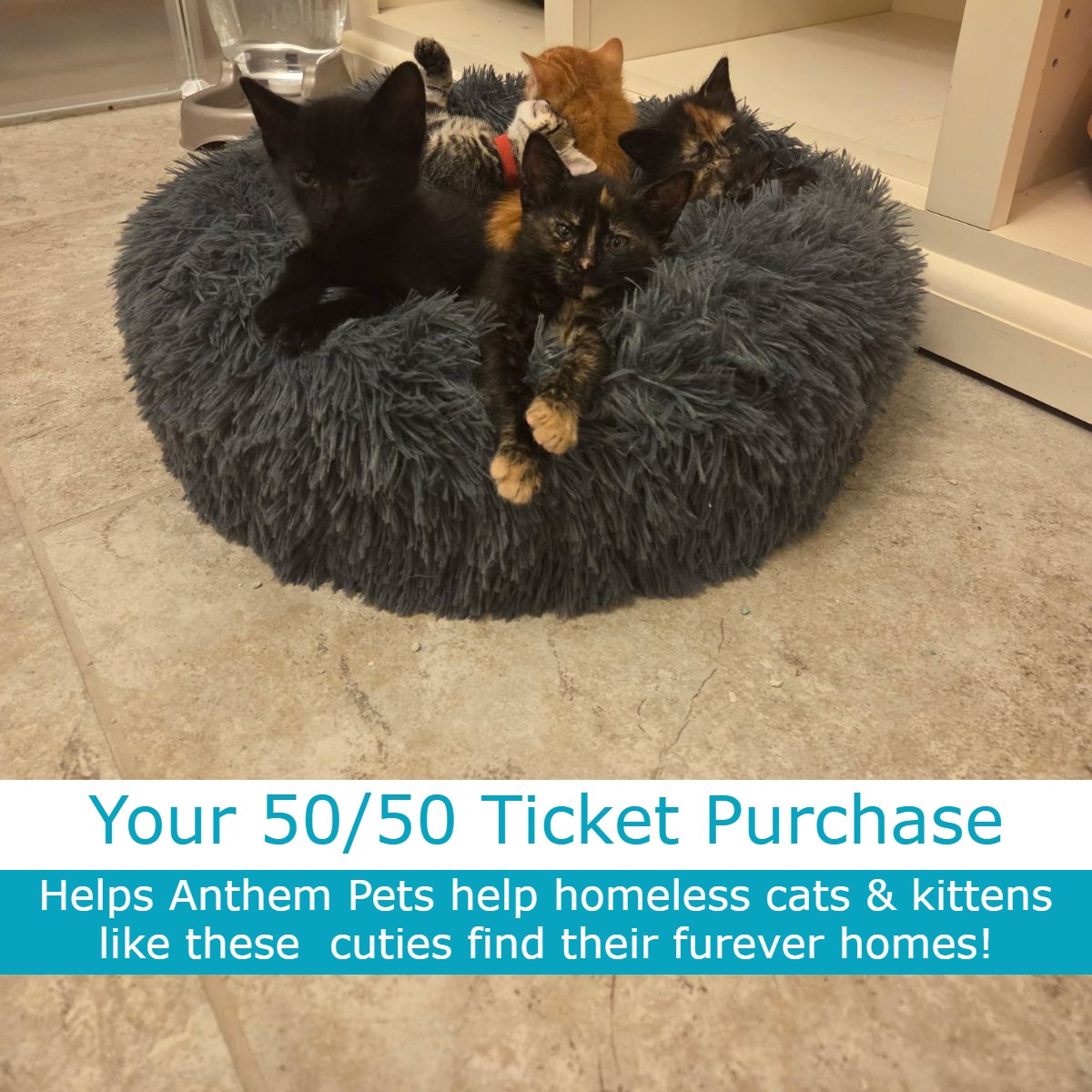 Anthem Pets Animal Rescue - Saving lives since 2005