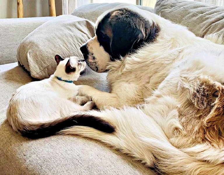 Anthem Pets Animal Rescue - Saving lives since 2005