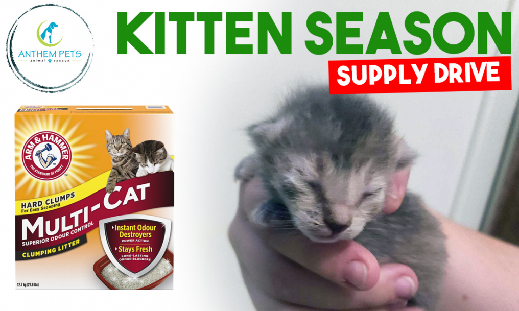 Save 1,000 Kittens Drop Off Donation Event! - Anthem Pets Animal Rescue